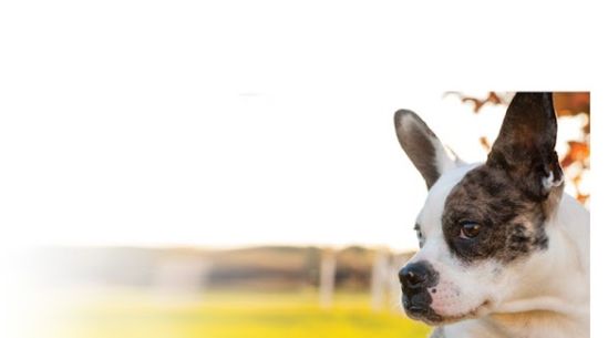 The 10 Best Pet Supply Stores in Thorold, Ontario reviews